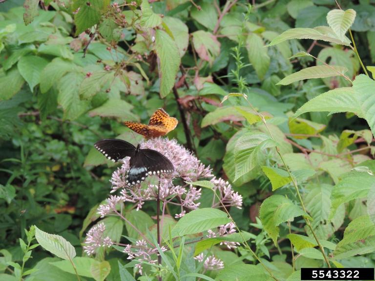 butterflies, moths or skippers (Order Lepidoptera)
