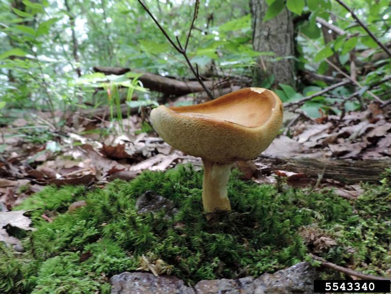Bolete mushrooms (Family Boletaceae Chevall)