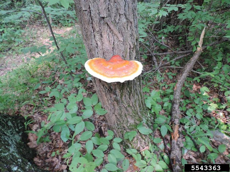 poroid wood decay fungi (Genus Ganoderma)