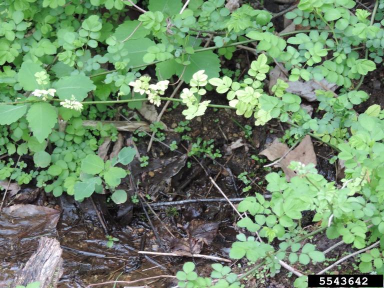 Rose rosette virus (RRV) (Emaravirus Rose rosette virus)