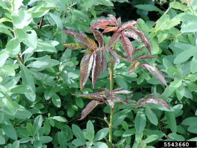 Rose rosette virus (RRV) (Emaravirus Rose rosette virus)