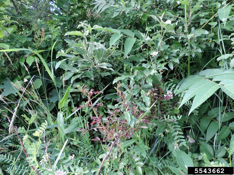 Rose rosette virus (RRV) (Emaravirus Rose rosette virus)