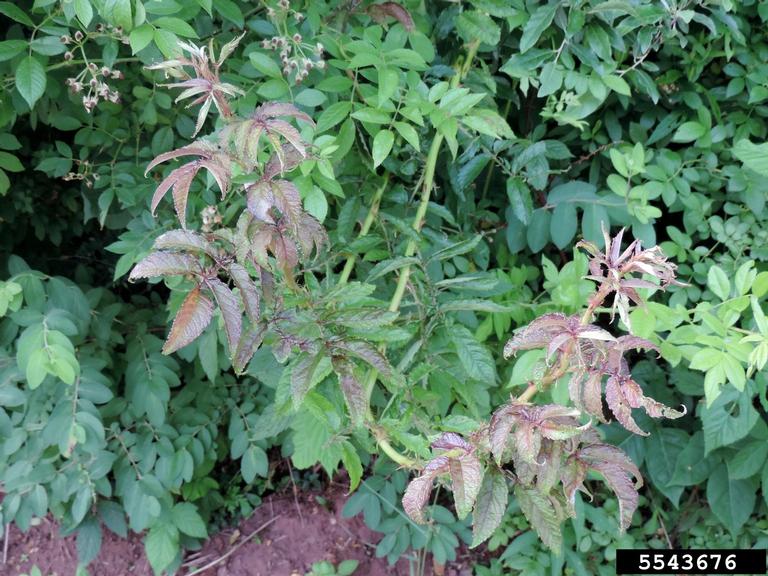 Rose rosette virus (RRV) (Emaravirus Rose rosette virus)