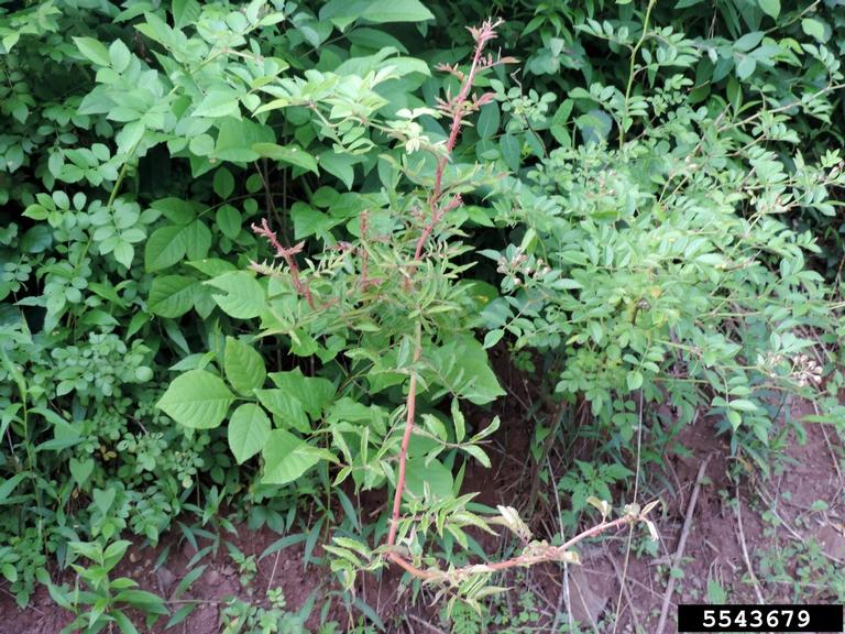 Rose rosette virus (RRV) (Emaravirus Rose rosette virus)