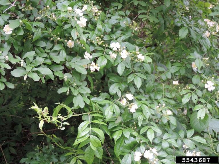 multiflora rose (Rosa multiflora Thunb.)
