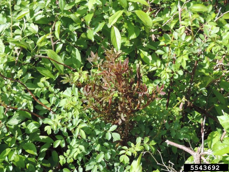 Rose rosette virus (RRV) (Emaravirus Rose rosette virus)