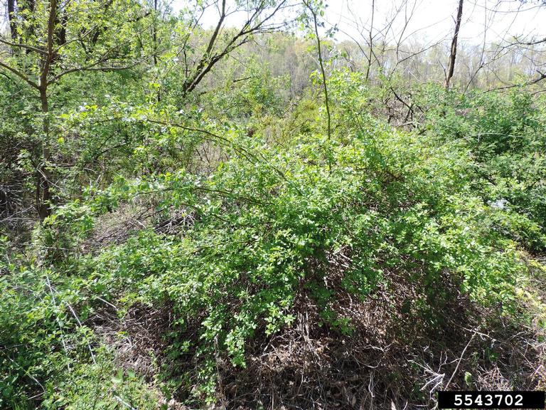 rose rosette disease (RRD) (Emaravirus Rose rosette disease)