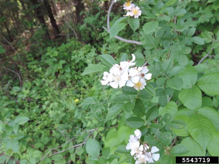 multiflora rose (Rosa multiflora Thunb.)