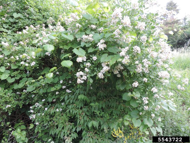 multiflora rose (Rosa multiflora)
