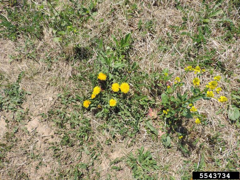 white mustard (Sinapis alba L.)