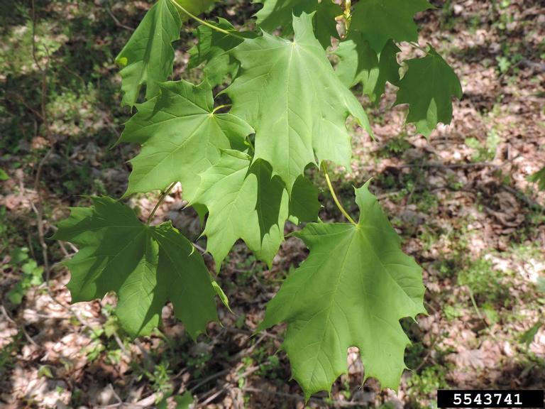 Norway maple (Acer platanoides L.)