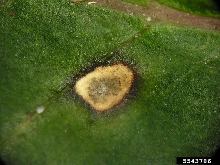 Cercospora leaf spot (Cercospora pulcherrima Tharp, 1917)