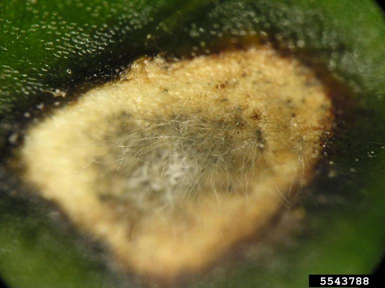 Cercospora leaf spot (Cercospora pulcherrima)
