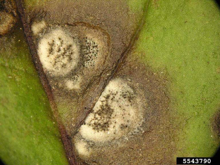 Cercospora fungi (Genus Cercospora Fresen.)