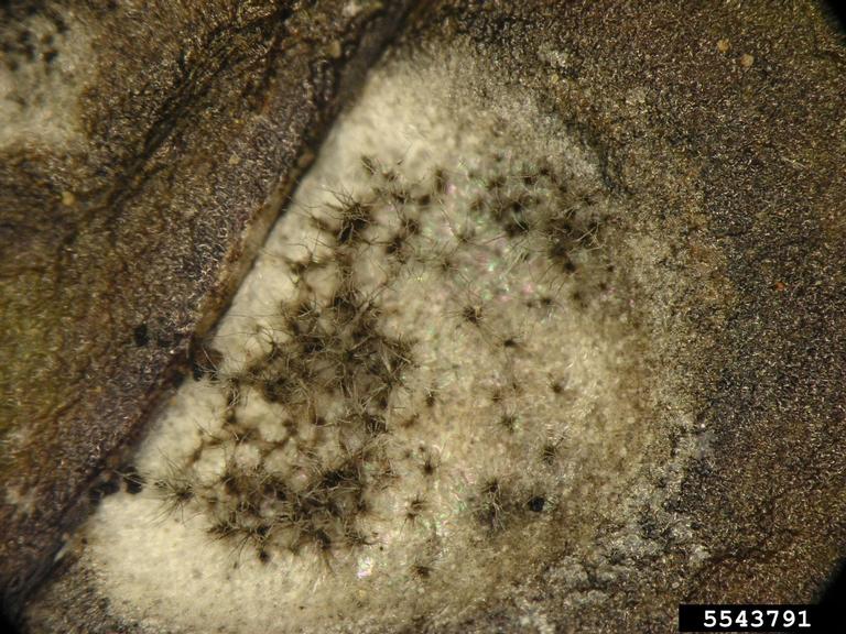 Cercospora fungi (Genus Cercospora Fresen.)
