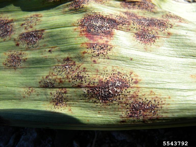 Ascochyta fungi (Genus Ascochyta Lib.)