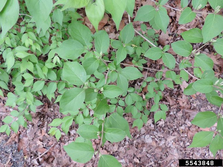 round leaf bittersweet (Celastrus orbiculatus Thunb.)