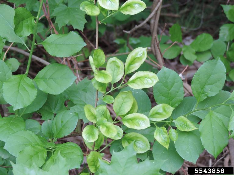 round leaf bittersweet (Celastrus orbiculatus)