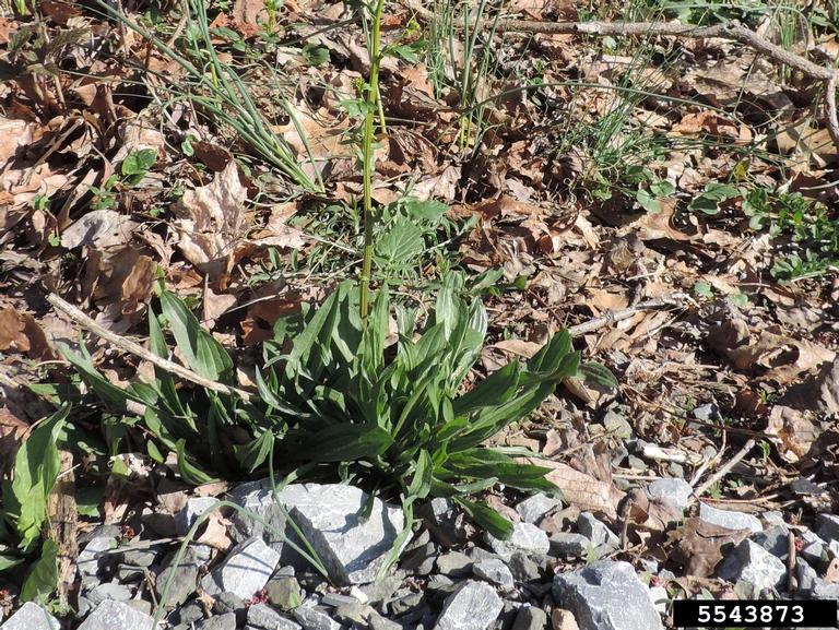 buckhorn plantain (Plantago lanceolata L.)