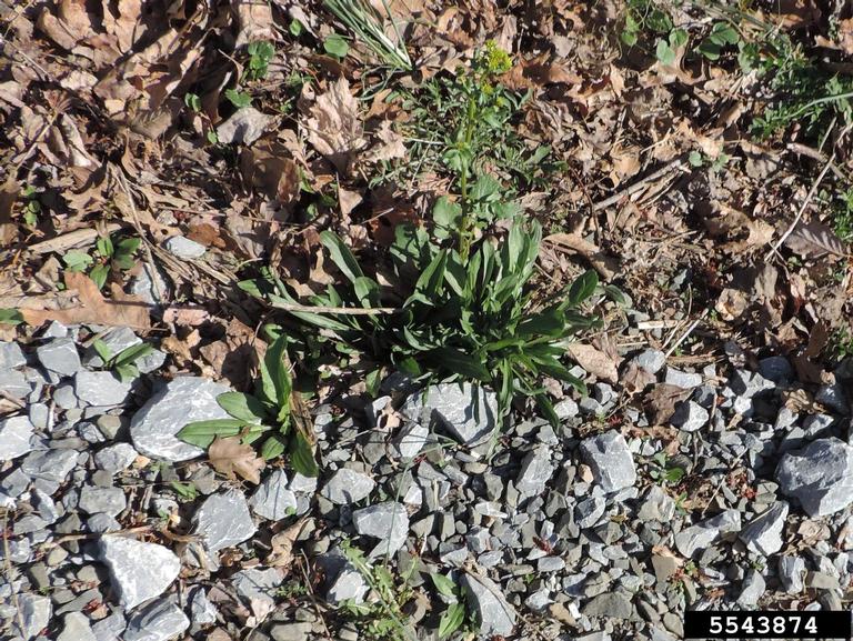 buckhorn plantain (Plantago lanceolata L.)