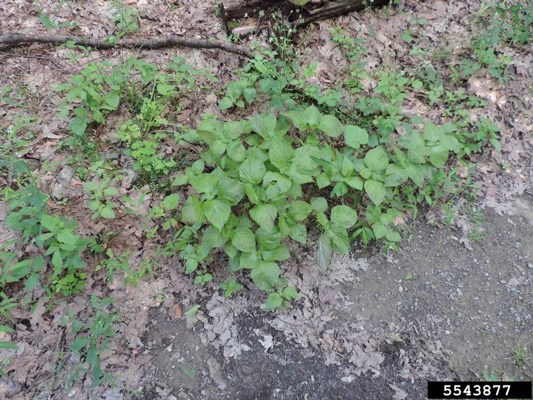 perilla mint (Perilla frutescens)