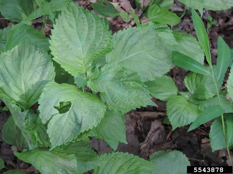 perilla mint (Perilla frutescens)
