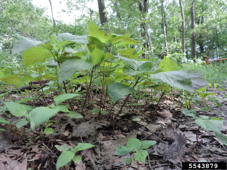 perilla mint (Perilla frutescens)