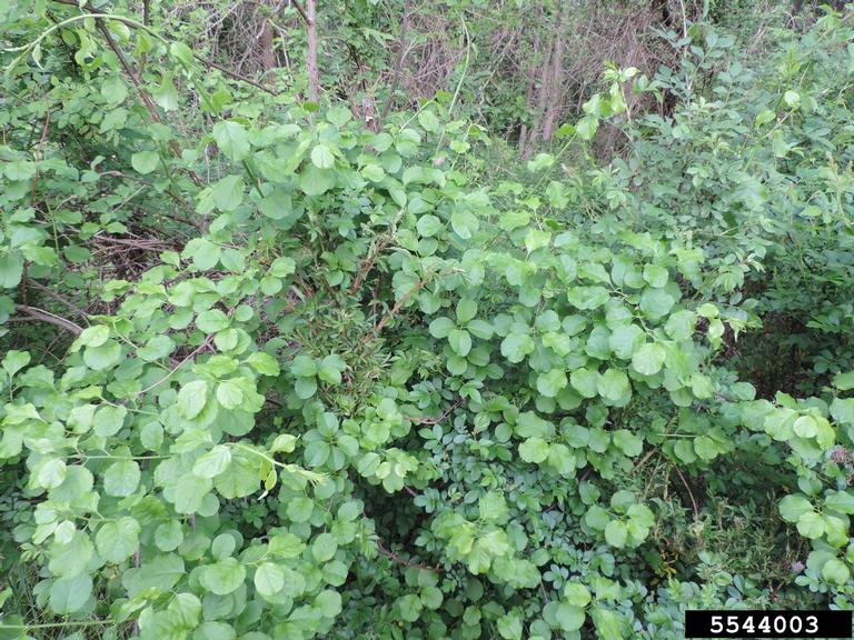 round leaf bittersweet (Celastrus orbiculatus Thunb.)