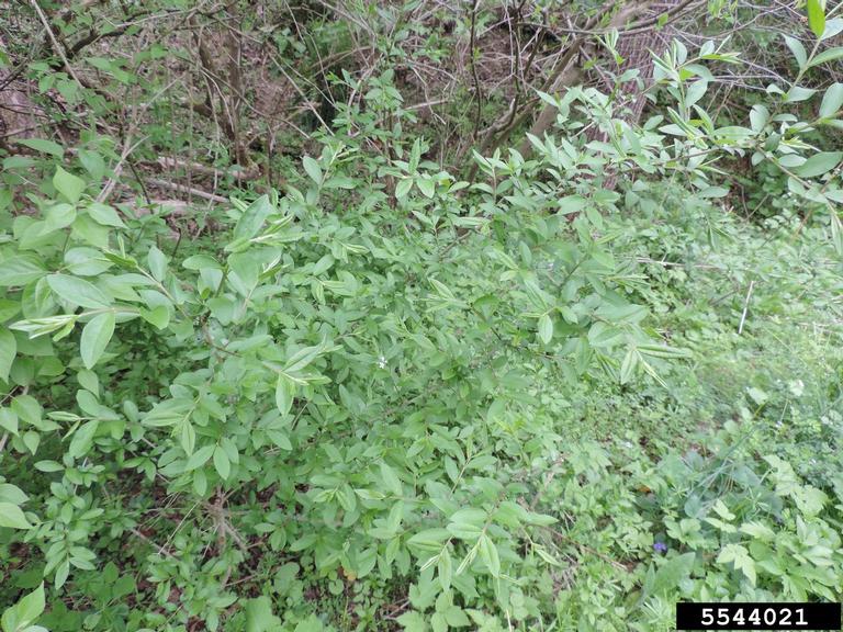 border privet (Ligustrum obtusifolium Sieb. & Zucc.)