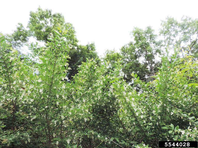 border privet (Ligustrum obtusifolium)