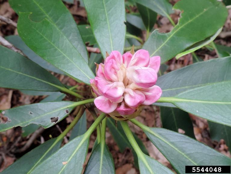 rosebay rhododendron (Rhododendron maximum L.)