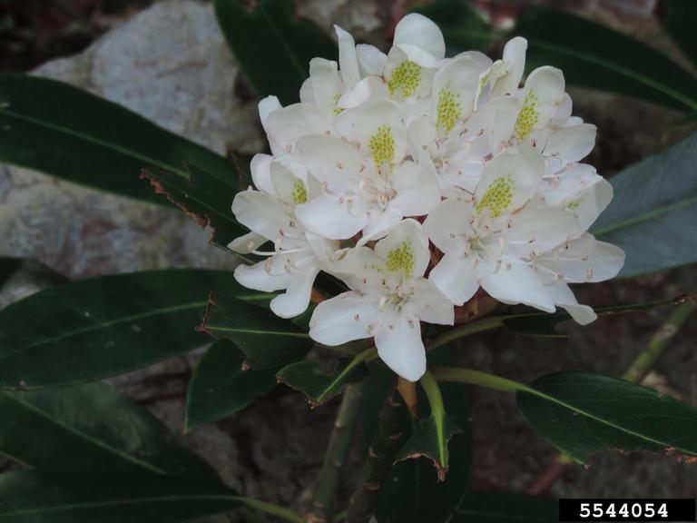 rosebay rhododendron (Rhododendron maximum)