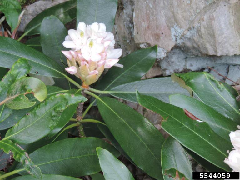 rosebay rhododendron (Rhododendron maximum L.)