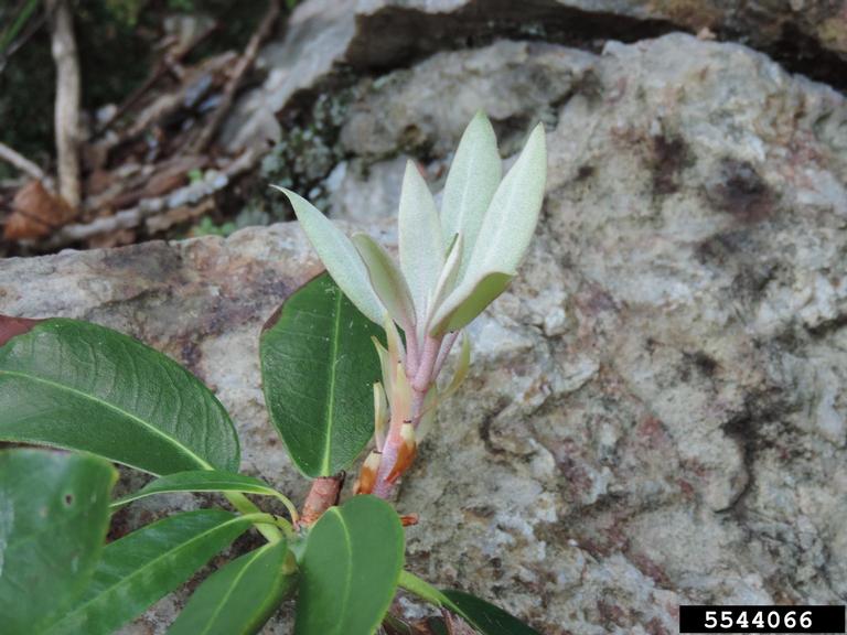 rosebay rhododendron (Rhododendron maximum)