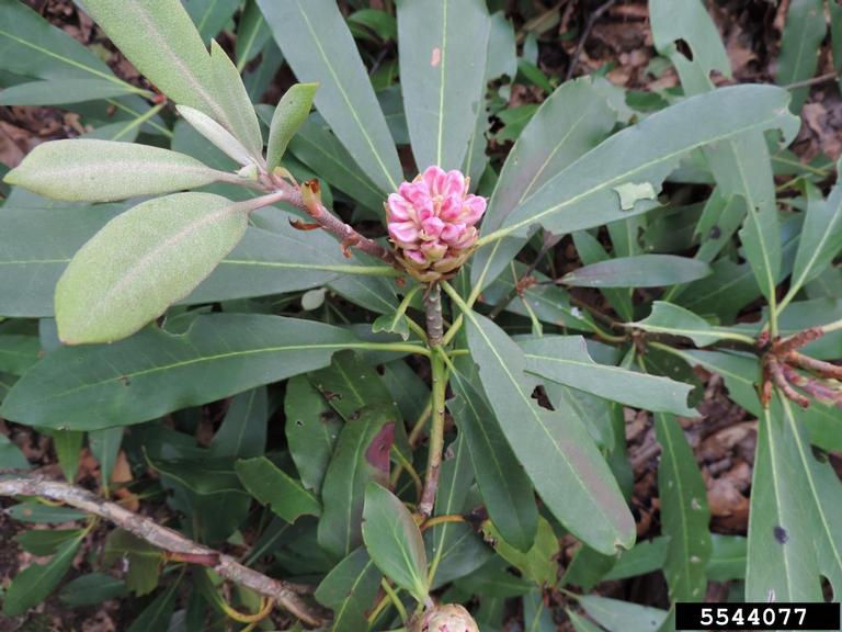 rosebay rhododendron (Rhododendron maximum)