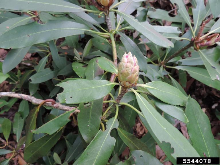 rosebay rhododendron (Rhododendron maximum)