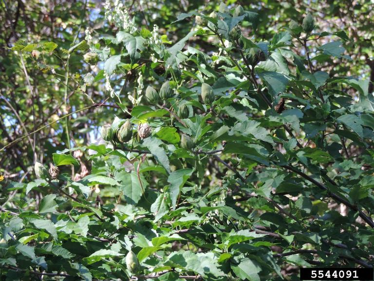 rose of Sharon (Hibiscus syriacus)