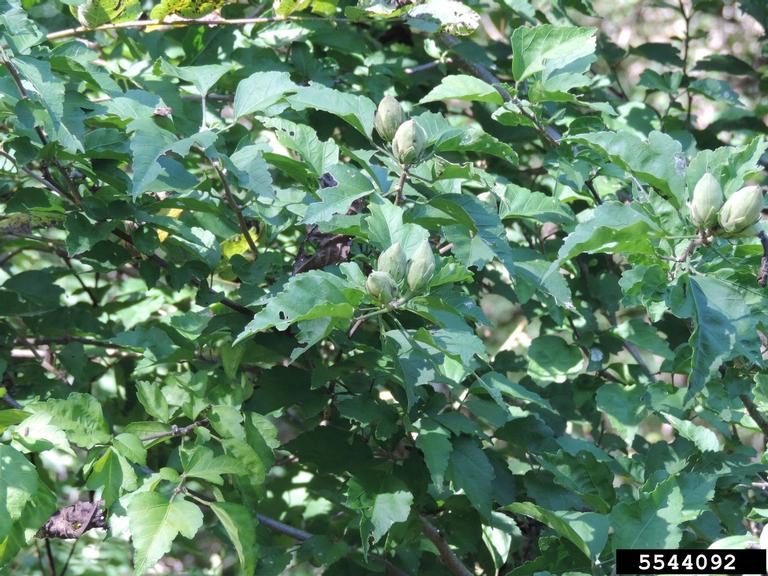 rose of Sharon (Hibiscus syriacus)