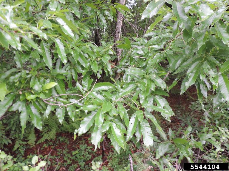 sawtooth oak (Quercus acutissima Carruthers)