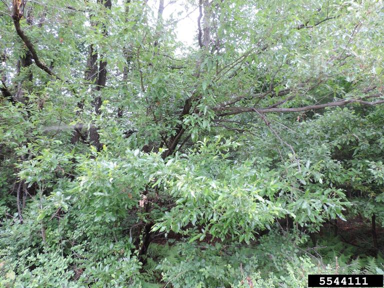 sawtooth oak (Quercus acutissima)