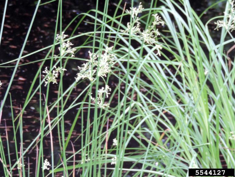 soft rush (Juncus effusus)