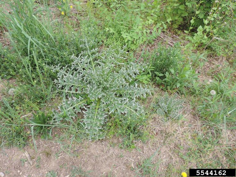 thistle (Genus Cirsium P. Mill.)