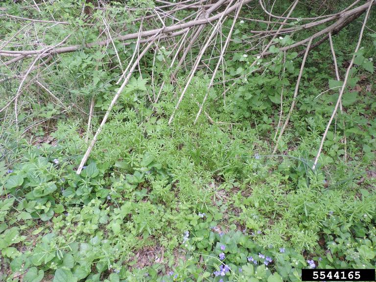 catchweed bedstraw (Galium aparine L.)