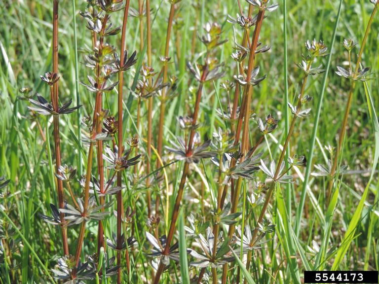 catchweed bedstraw (Galium aparine L.)