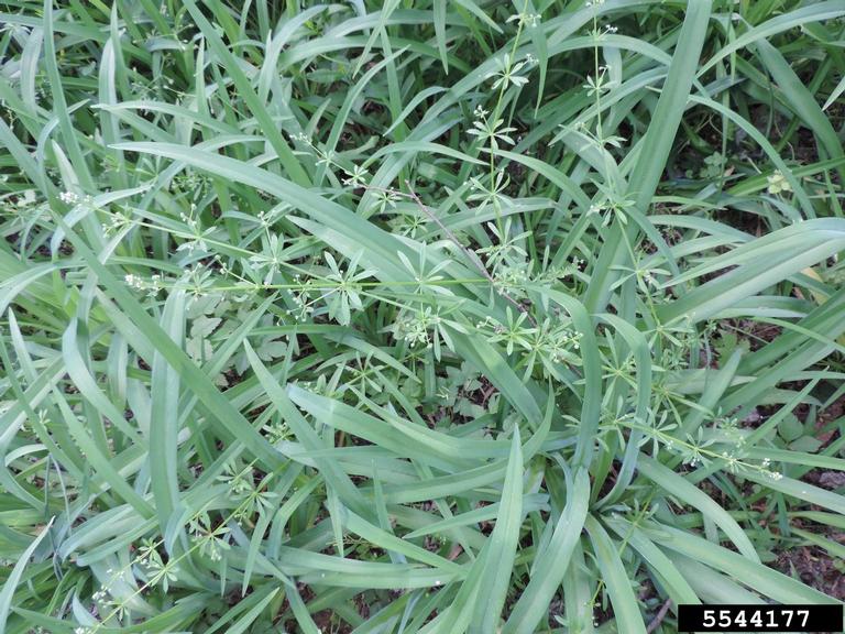 catchweed bedstraw (Galium aparine L.)