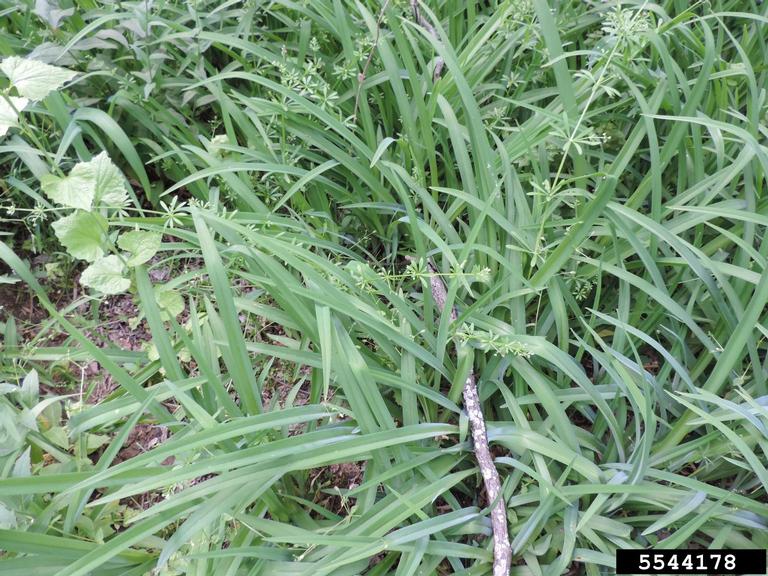 catchweed bedstraw (Galium aparine)