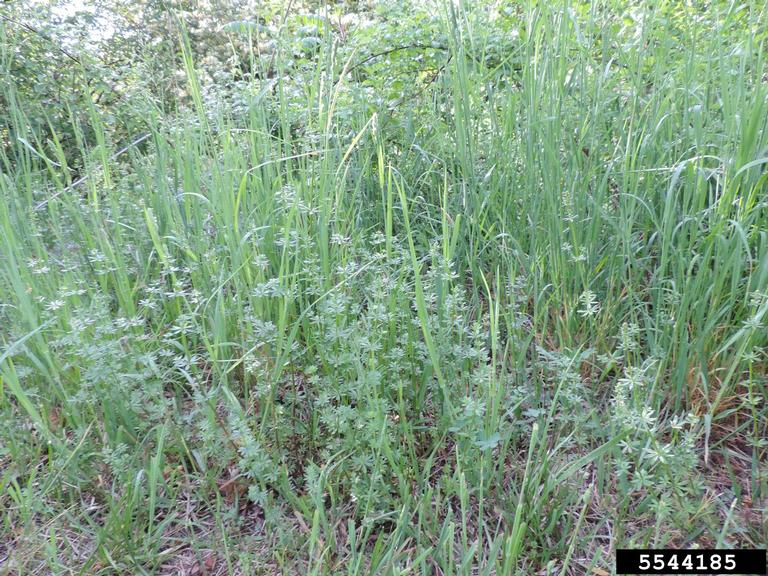 catchweed bedstraw (Galium aparine)