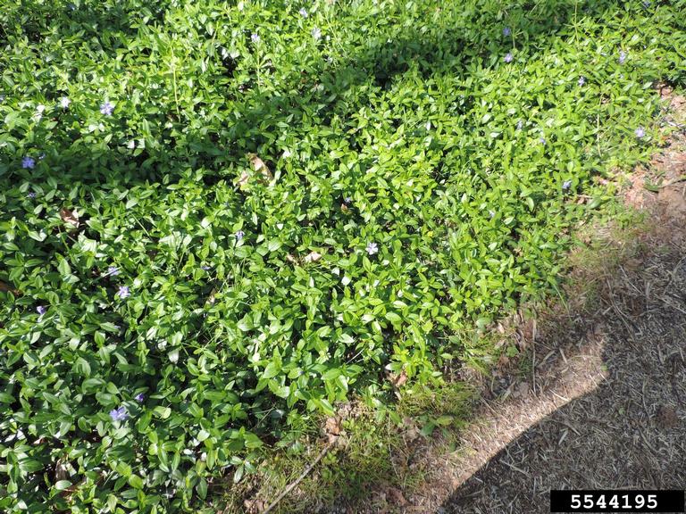 common periwinkle (Vinca minor)
