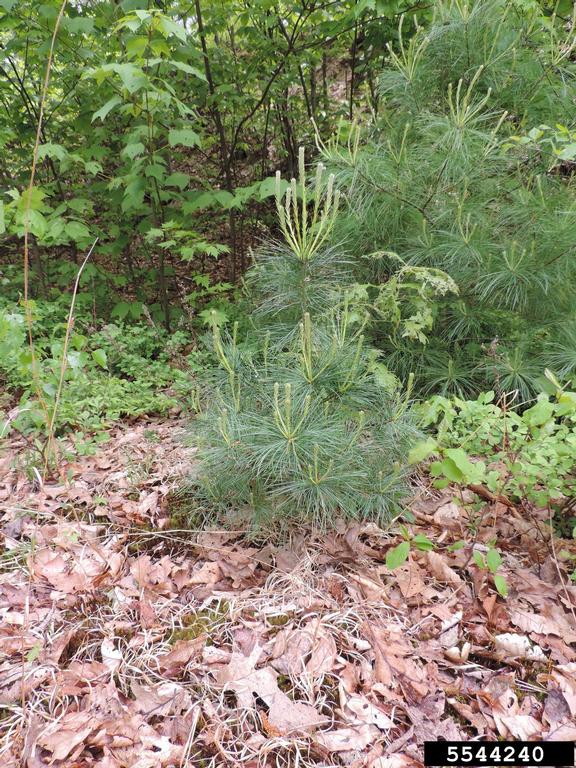 eastern white pine (Pinus strobus L.)