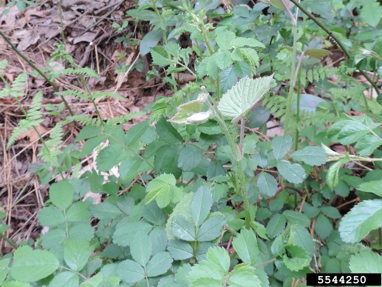 fox grape (Vitis labrusca L.)